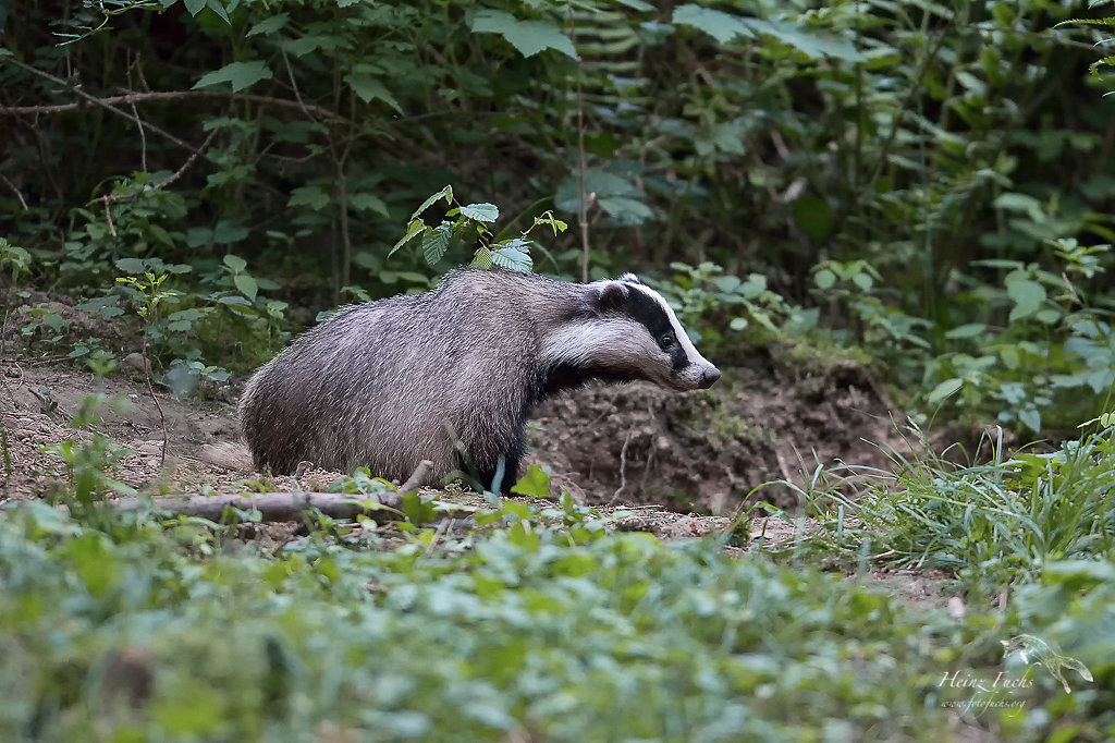 Blog - Naturfotografie
